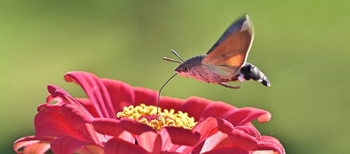 The Hummingbird Hawk Moth Critter Science