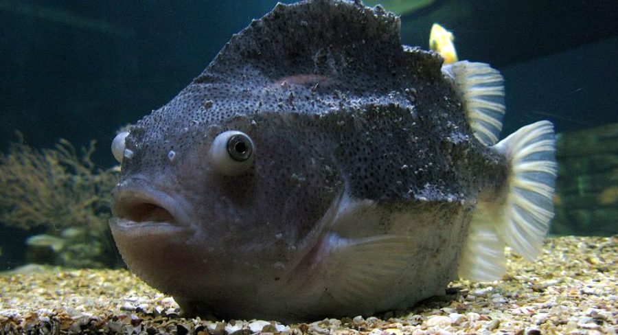 The Lumpfish | Critter Science