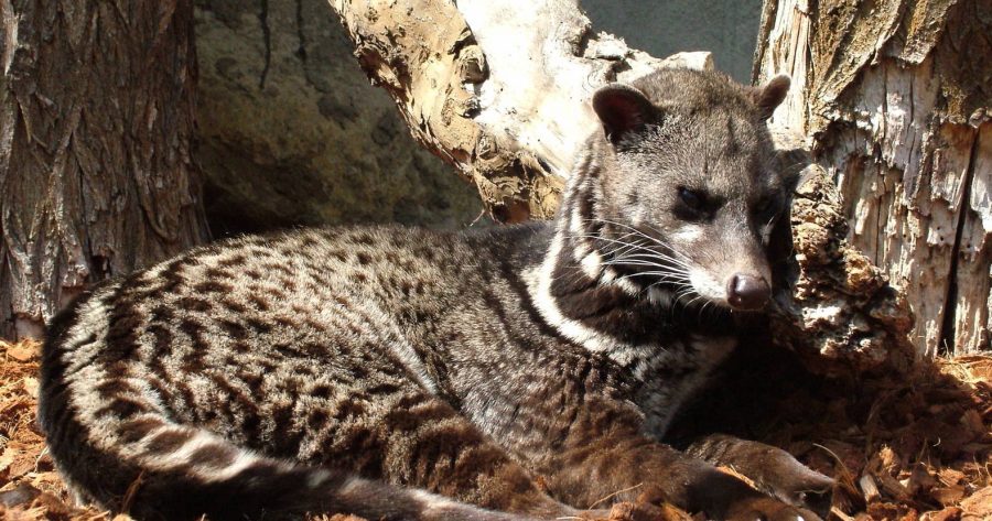 The Malayan Civet | Critter Science