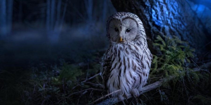 The Ural Owl | Critter Science