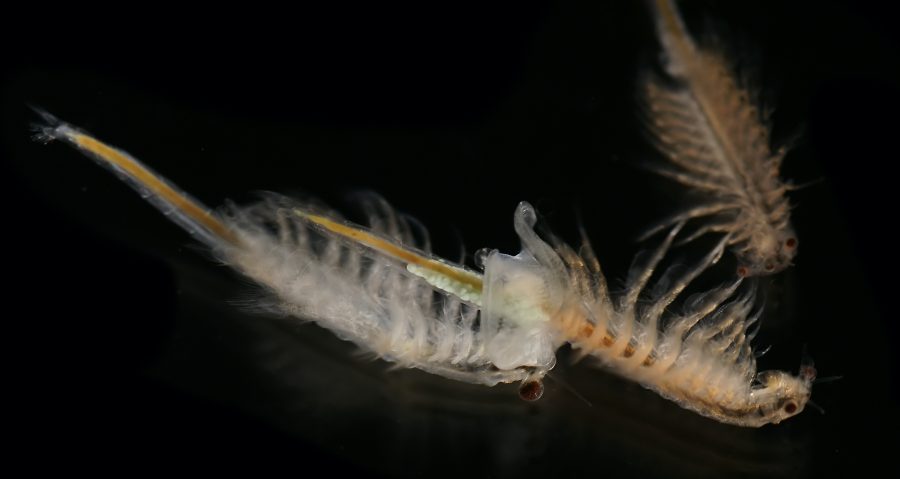 The Diminutive and Abundant Brine Shrimp | Critter Science