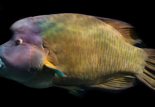 Piscivore | Critter Science