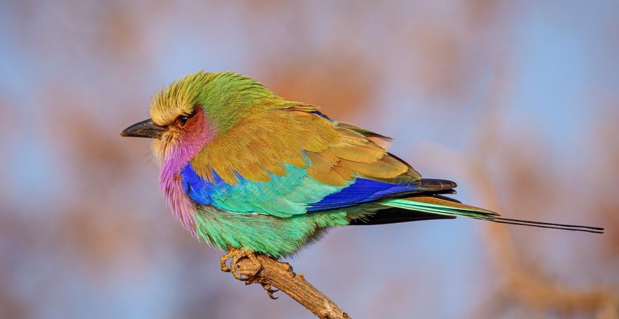 The Lilac-Breasted Roller | Critter Science