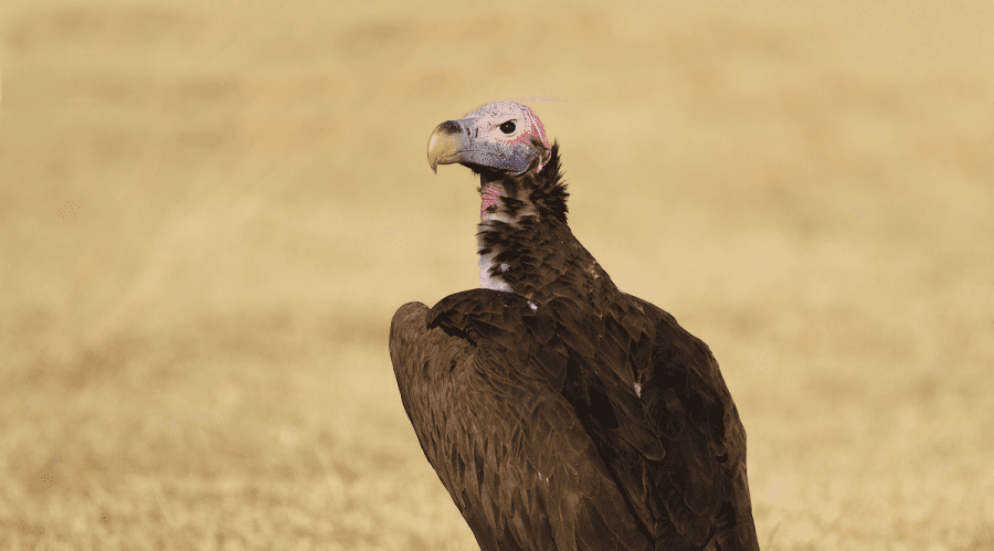 The Lappet-Faced Vulture | Critter Science