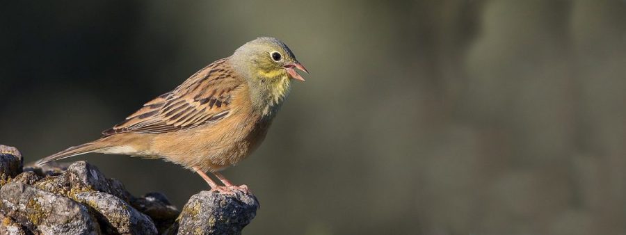 The Ortolan Bunting | Critter Science