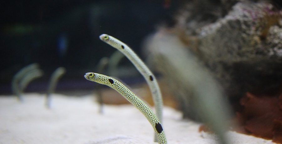 The Spotted Garden Eel | Critter Science