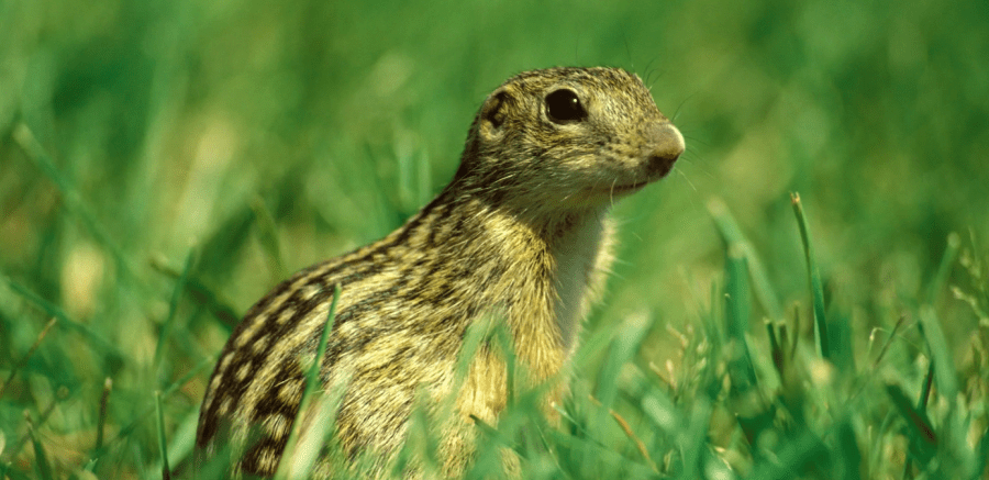 The 13-Lined Ground Squirrel | Critter Science