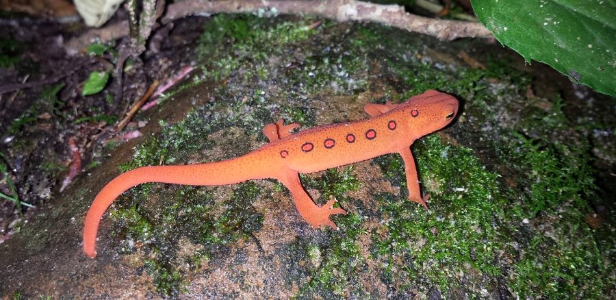 The Eastern Newt | Critter Science