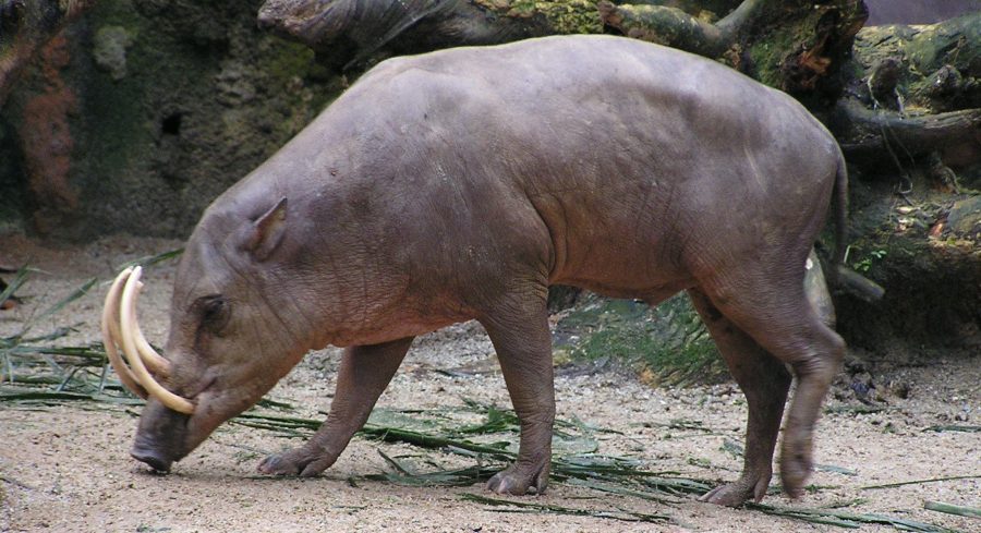 The North Sulawesi Babirusa | Critter Science