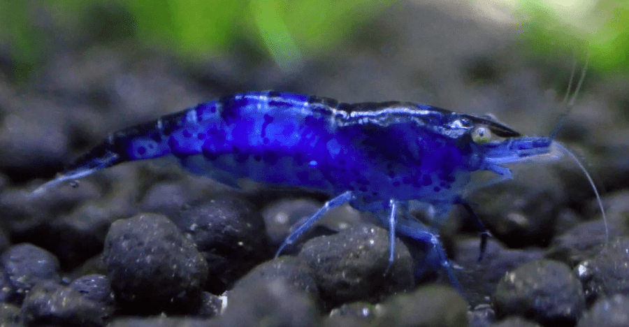 The Incredible and Diverse Shrimp | Critter Science