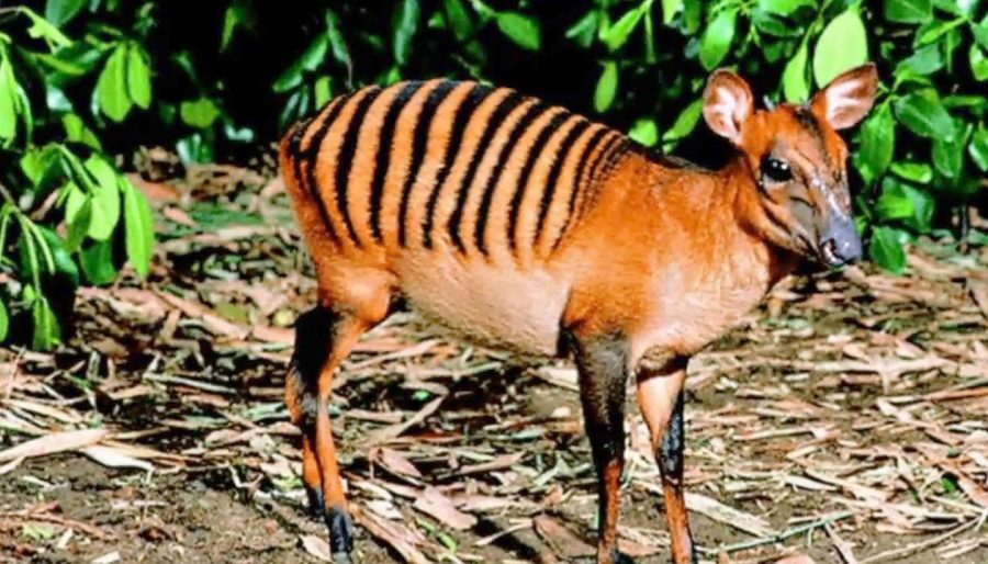 The Zebra Duiker | Critter Science