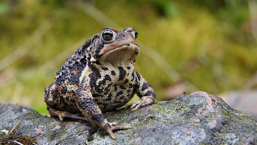 The American Toad | Critter Science