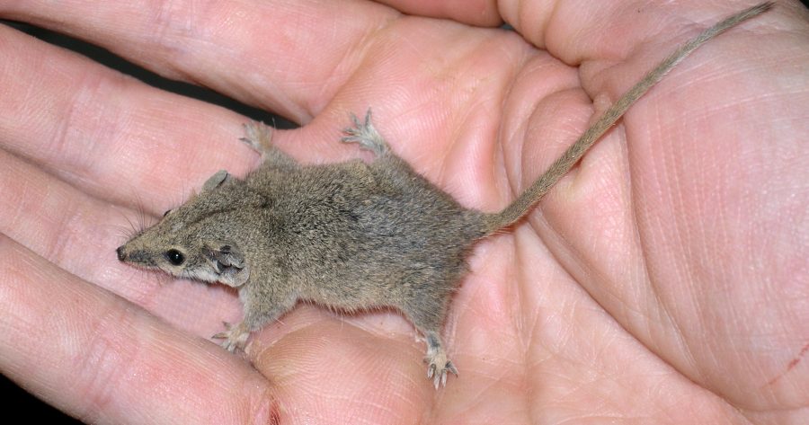 The Long-Tailed Planigale | Critter Science