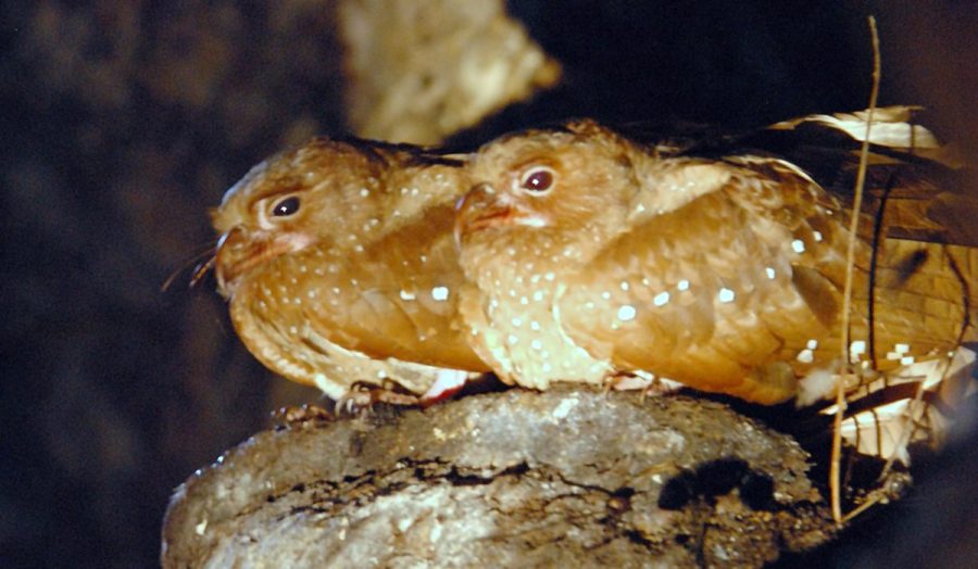 The Unusual Oilbird | Critter Science