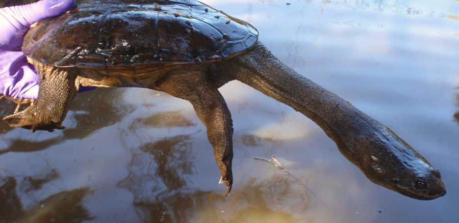 The Snake-Necked Turtle | Critter Science