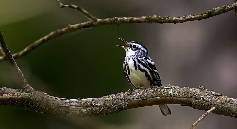 The Black and White Warbler | Critter Science