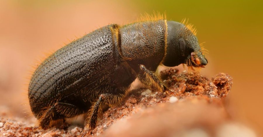 The Pesky Bark Beetle | Critter Science