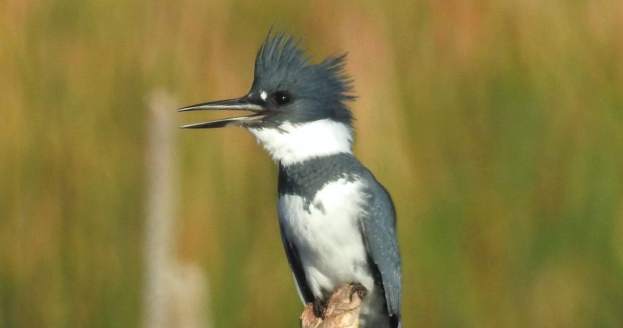 The Belted Kingfisher | Critter Science