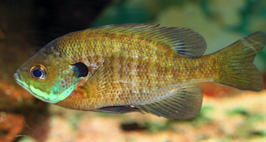 The Popular Bluegill | Critter Science
