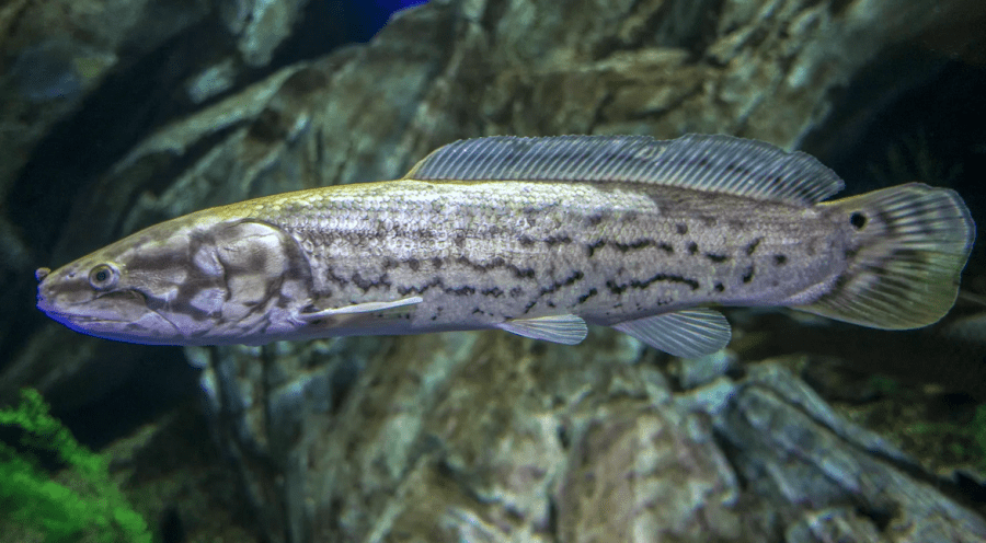 The Cool Bowfin | Critter Science