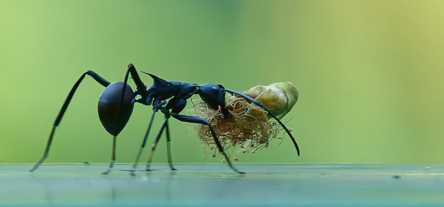 The Carpenter Ant | Critter Science