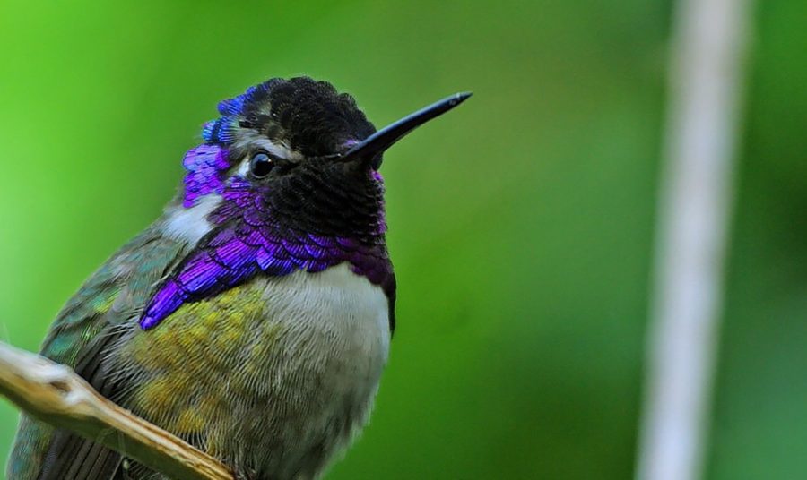 The Costa's Hummingbird | Critter Science