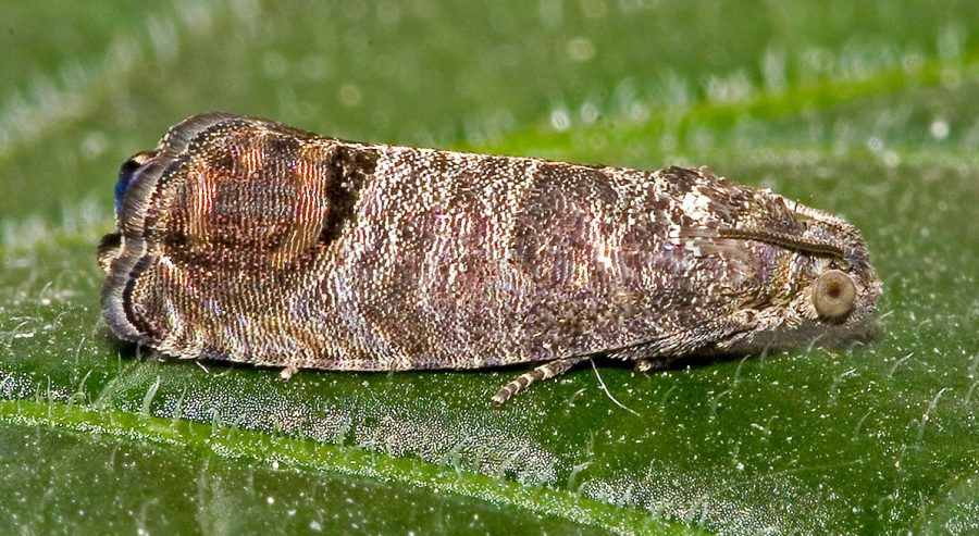The Troublesome Codling Moth | Critter Science