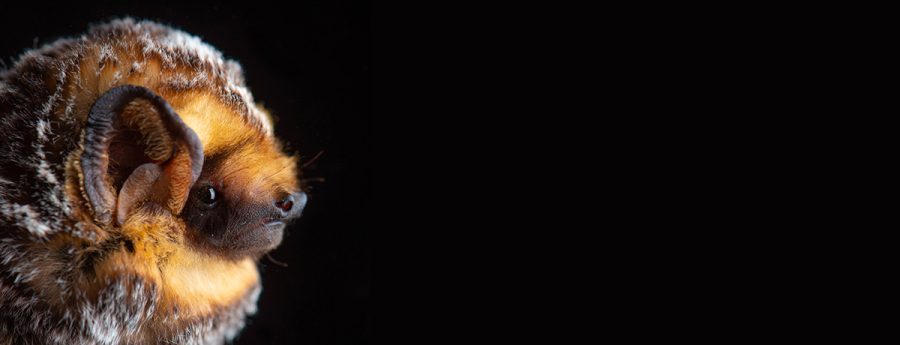 The Widespread Hoary Bat | Critter Science