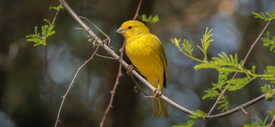 The Saffron Finch | Critter Science