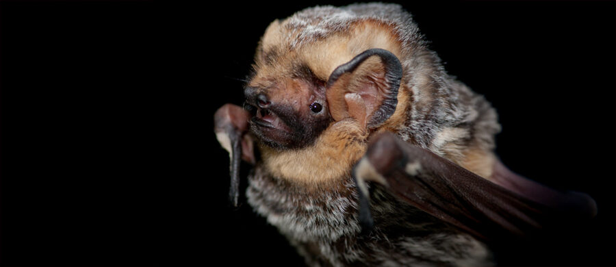 The Widespread Hoary Bat | Critter Science