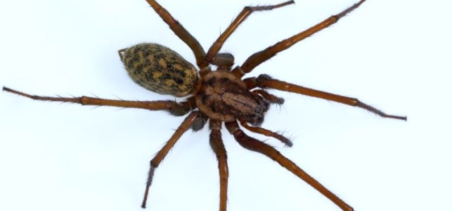 The Hobo Spider | Critter Science