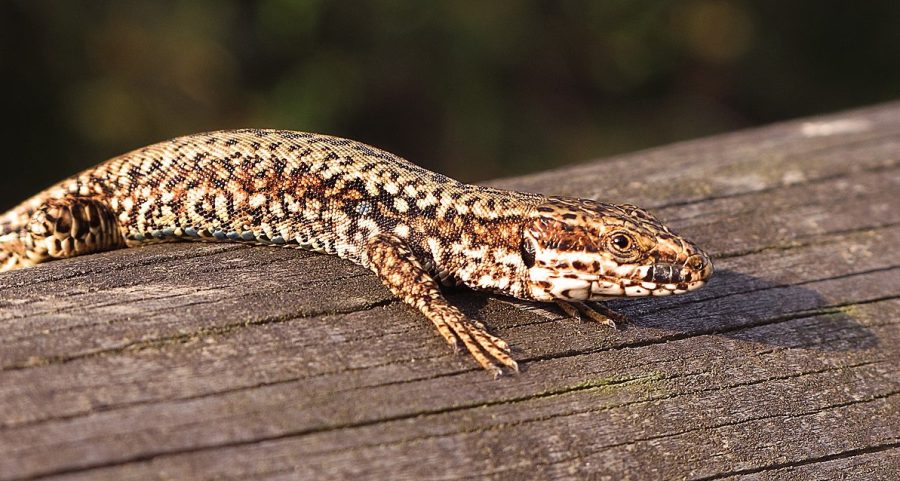 The Lazarus Lizard | Critter Science
