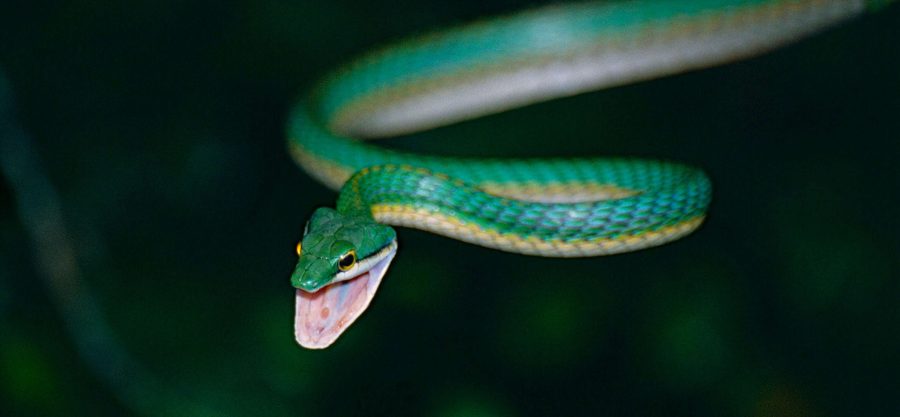 The Parrot Snake | Critter Science