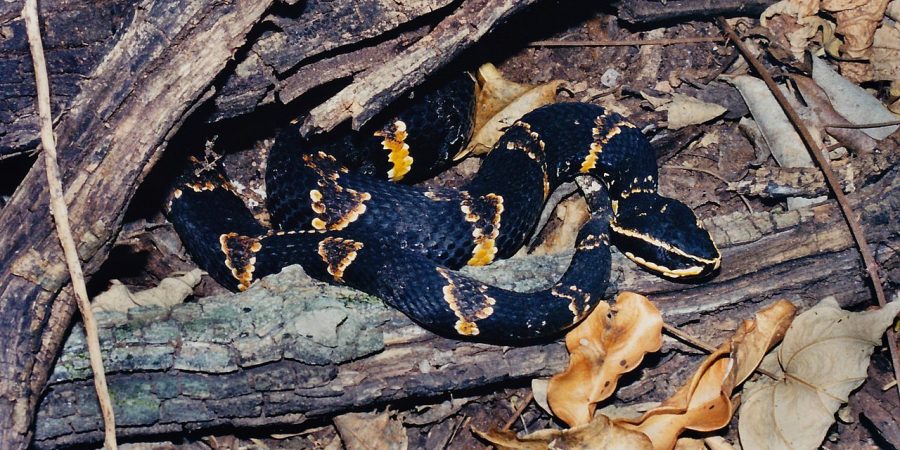 Meet the Venomous Taylor's Cantil | Critter Science