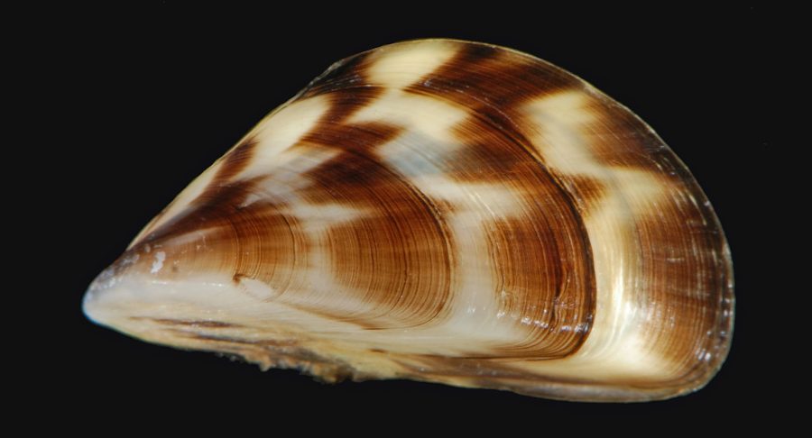 The Highly Invasive Zebra Mussel | Critter Science