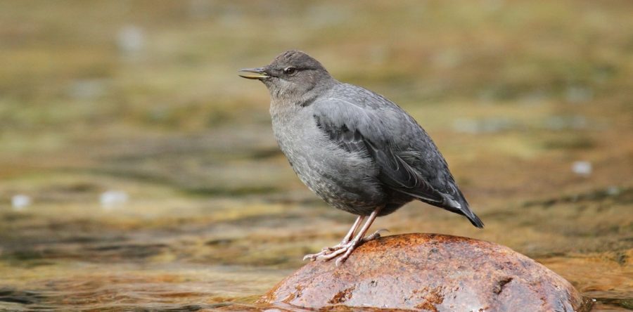 The American Dipper | Critter Science