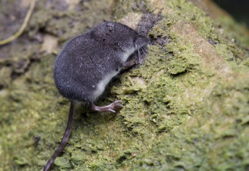 The Greater Siren | Critter Science