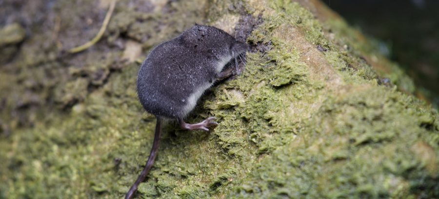 The American Water Shrew | Critter Science