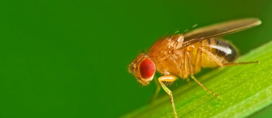 The Common Fruit Fly | Critter Science