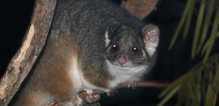 The Common Ringtail Possum | Critter Science