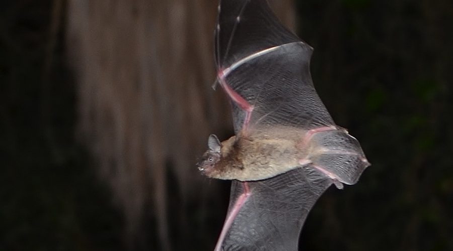 The Evening Bat | Critter Science