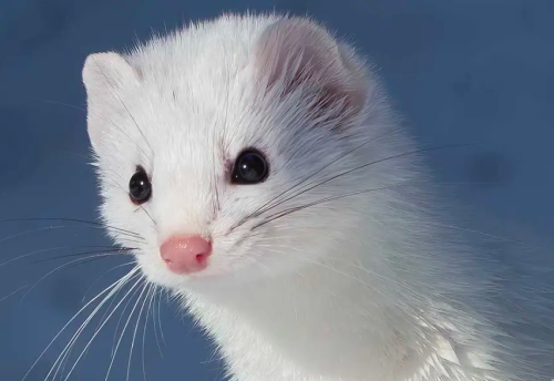 The American Toad | Critter Science