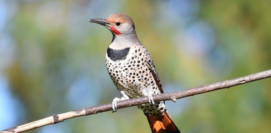 The Northern Flicker | Critter Science