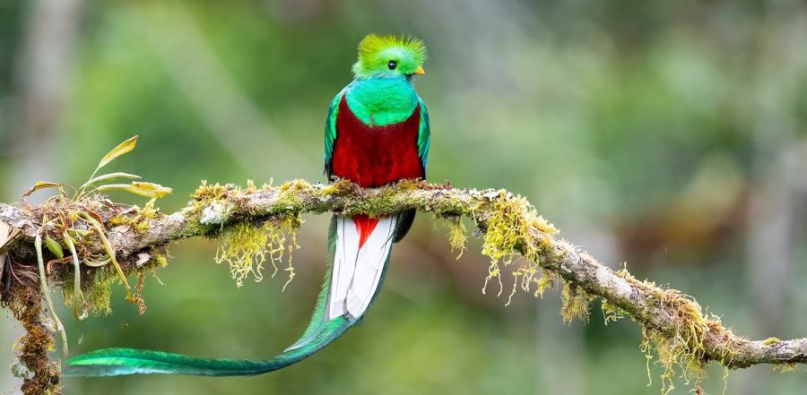 The Resplendent Quetzal | Critter Science