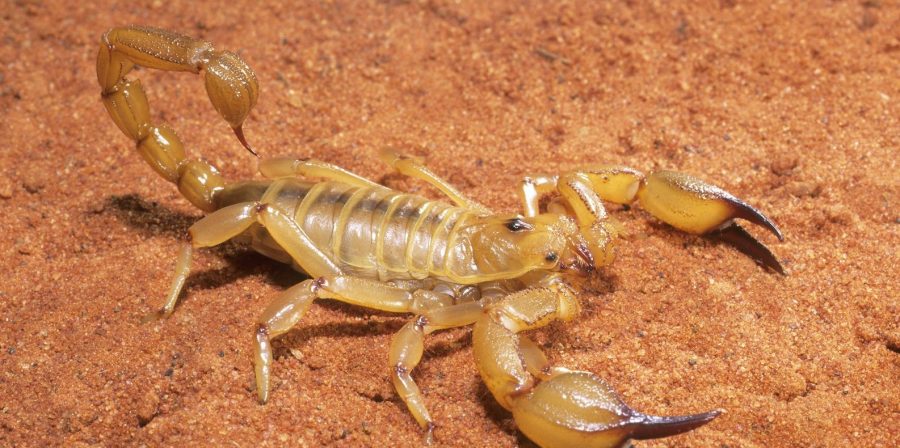 The Australian Desert Scorpion | Critter Science