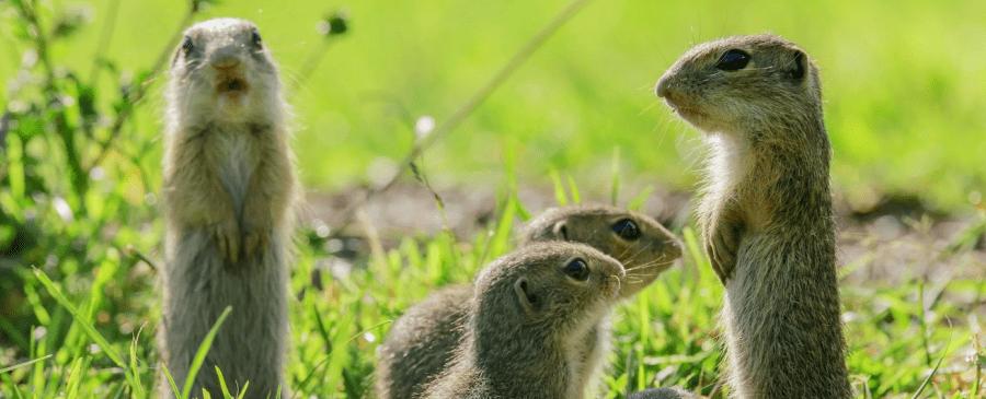 The European Ground Squirrel | Critter Science