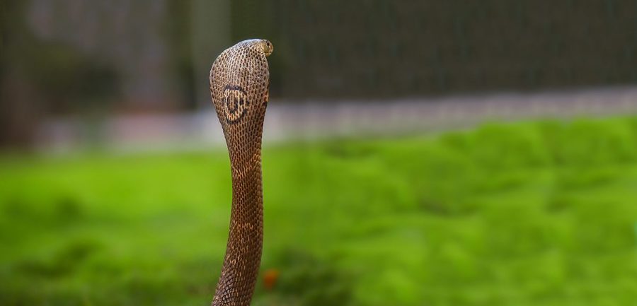 The Monocled Cobra | Critter Science