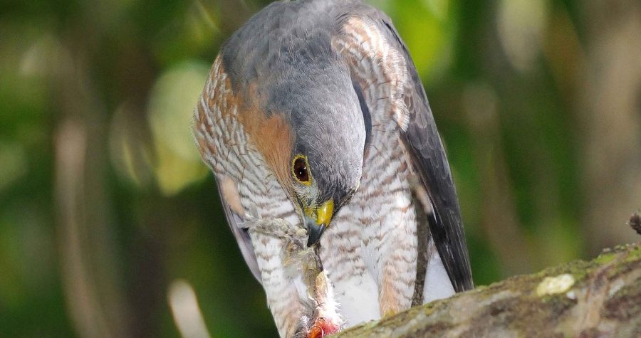 The Sharp-Shinned Hawk | Critter Science