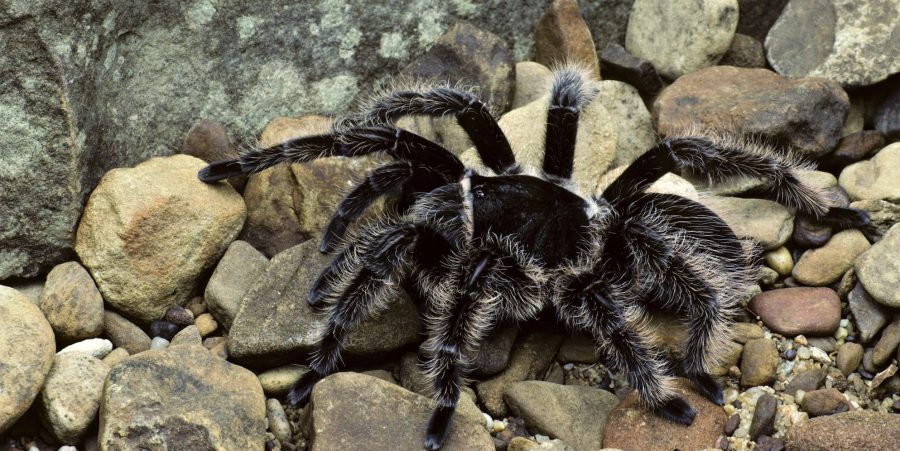 The Curly-Haired Tarantula | Critter Science