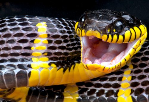 The Faint-Banded (or Belcher's) Sea Snake | Critter Science